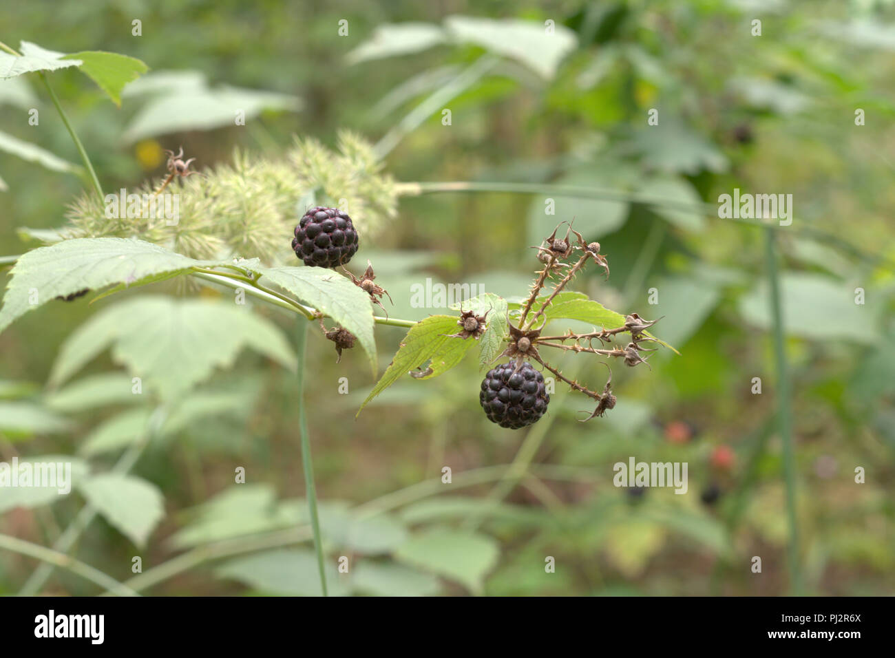 ripe round-shaped black fruits and wilted dry inflorescence of ...