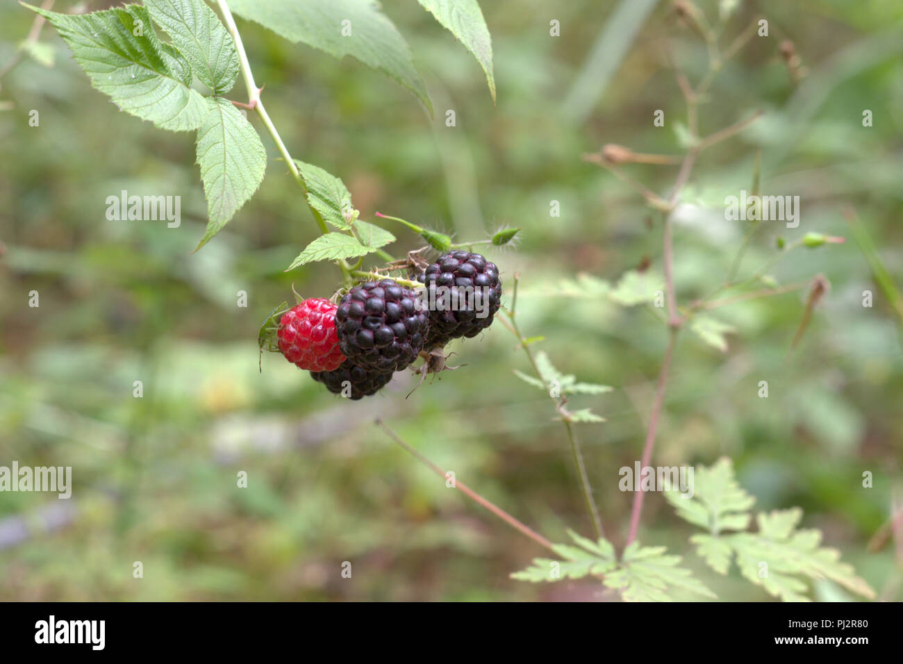 wild black raspberry Big berries, round-shaped, ripe and ripening on ...