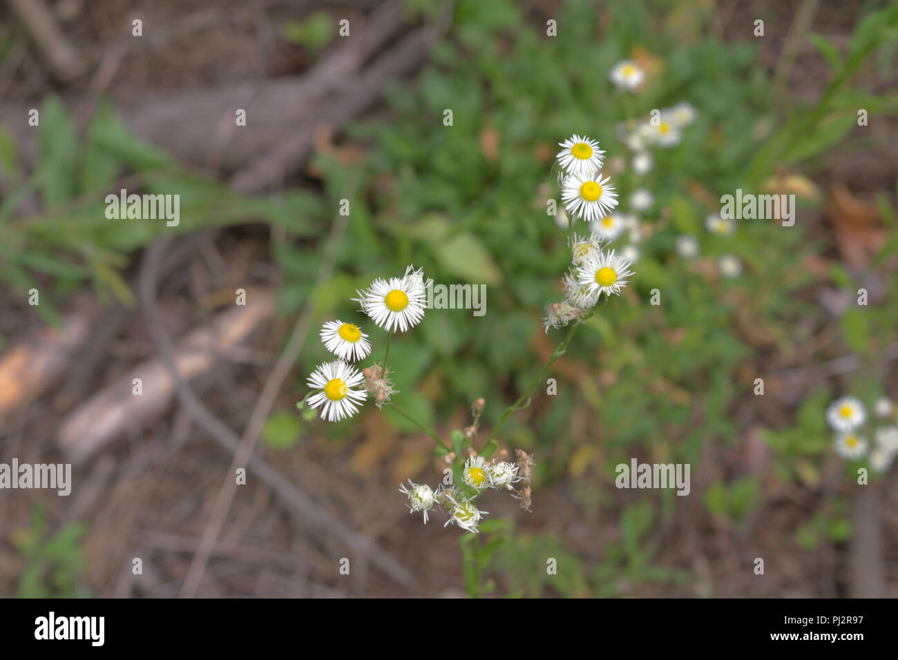 lone plant with multiple flowers with yellow center and sprawling stems ...