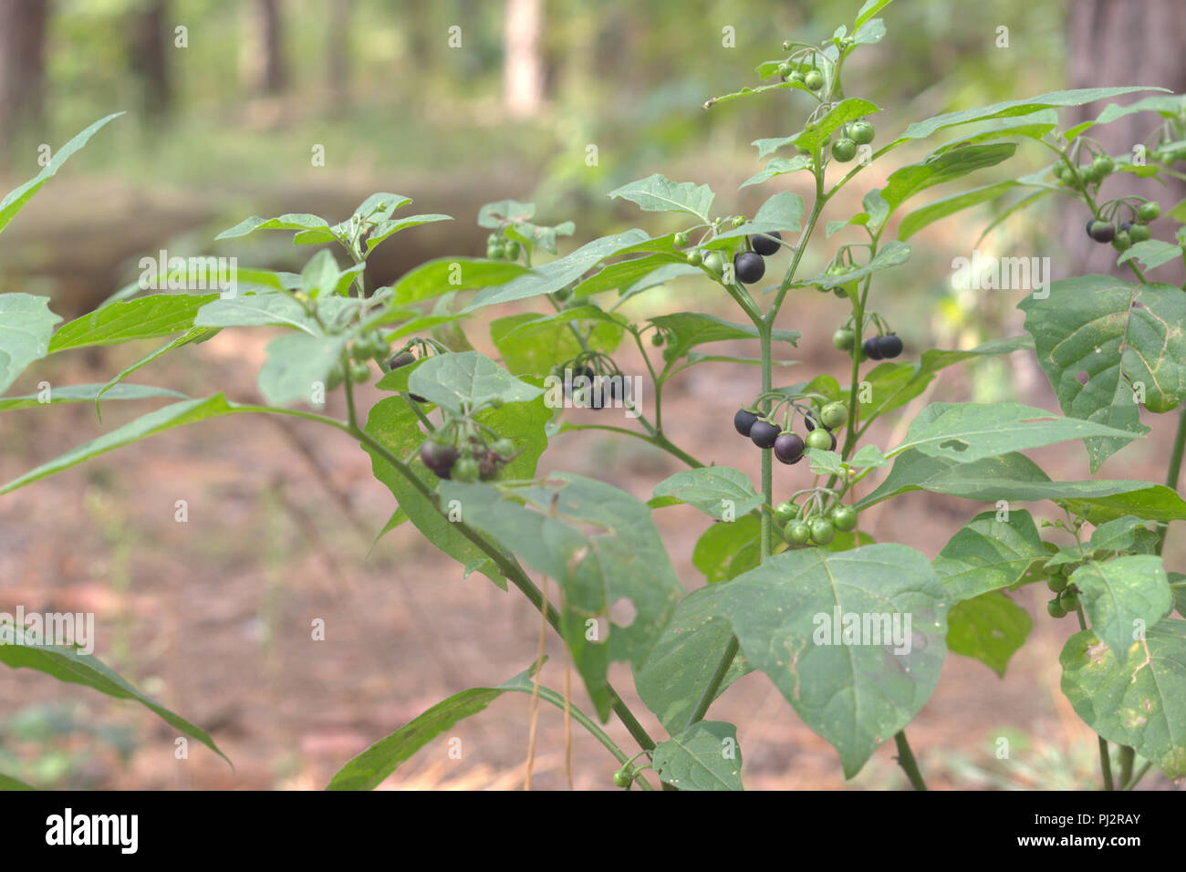 Black nightshade solanum nigrum poisonous hi-res stock photography and ...