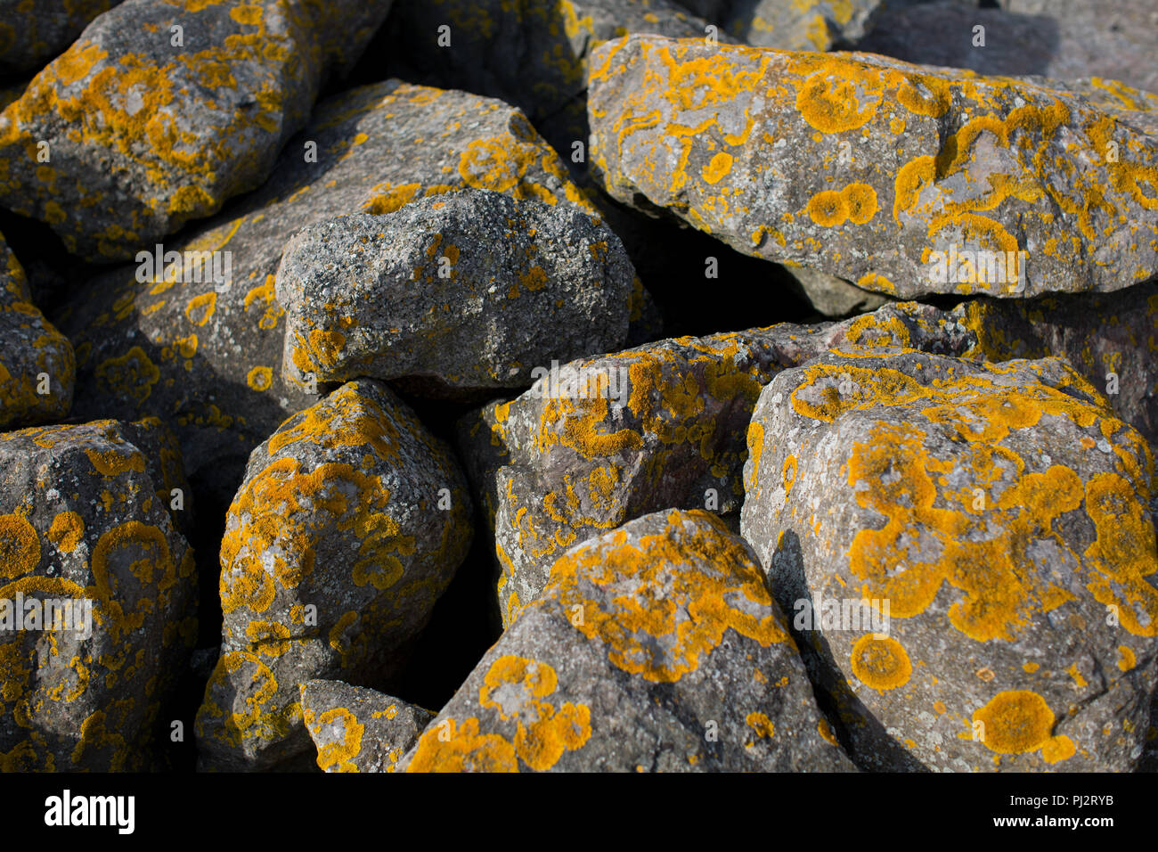 Patches of yellow orange lichen growing on rocks on the seashore along ...