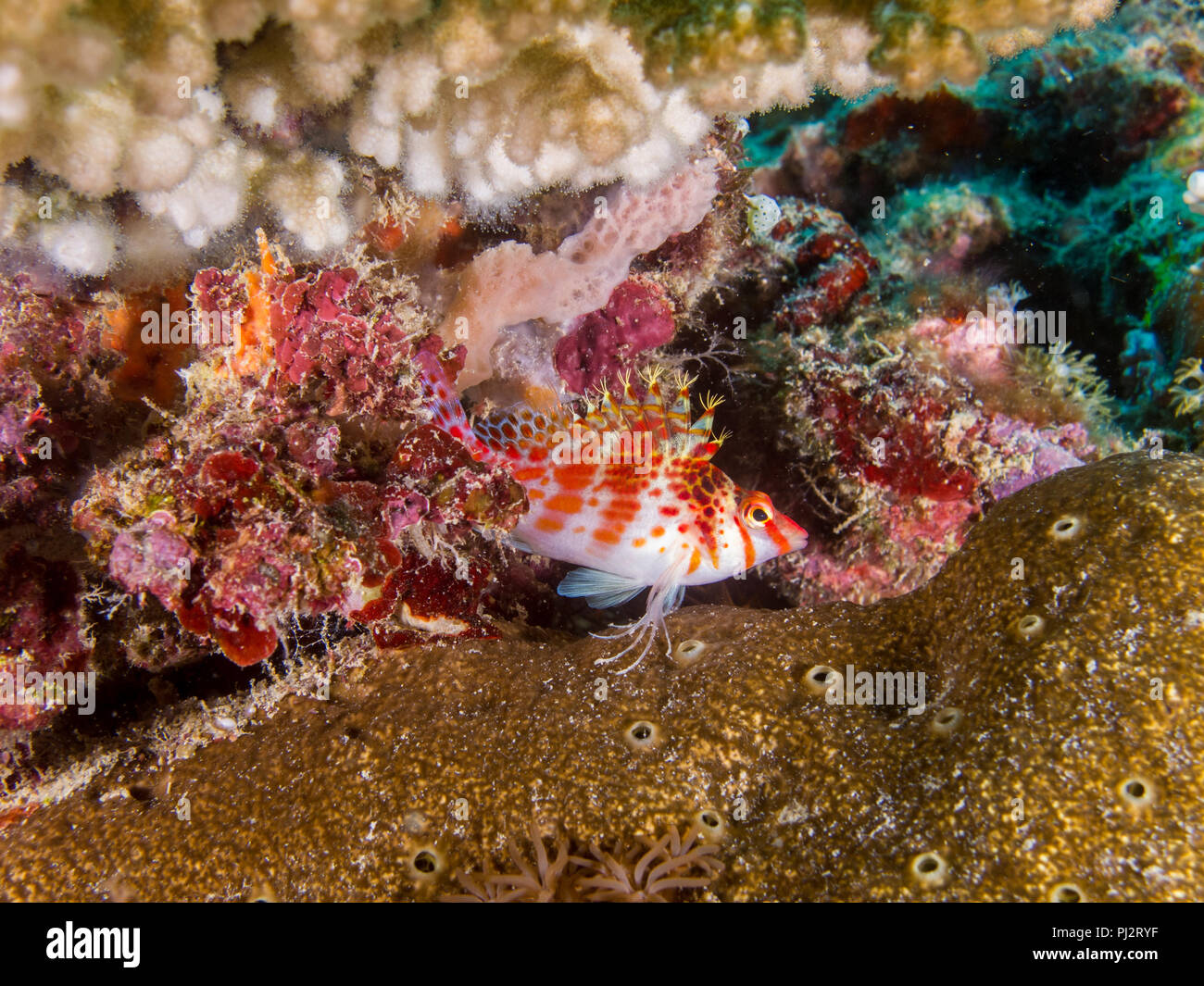 Dwarf hawkfish, Cirrhitichthys falco, Mabul, Sabah, Malaysia Stock ...