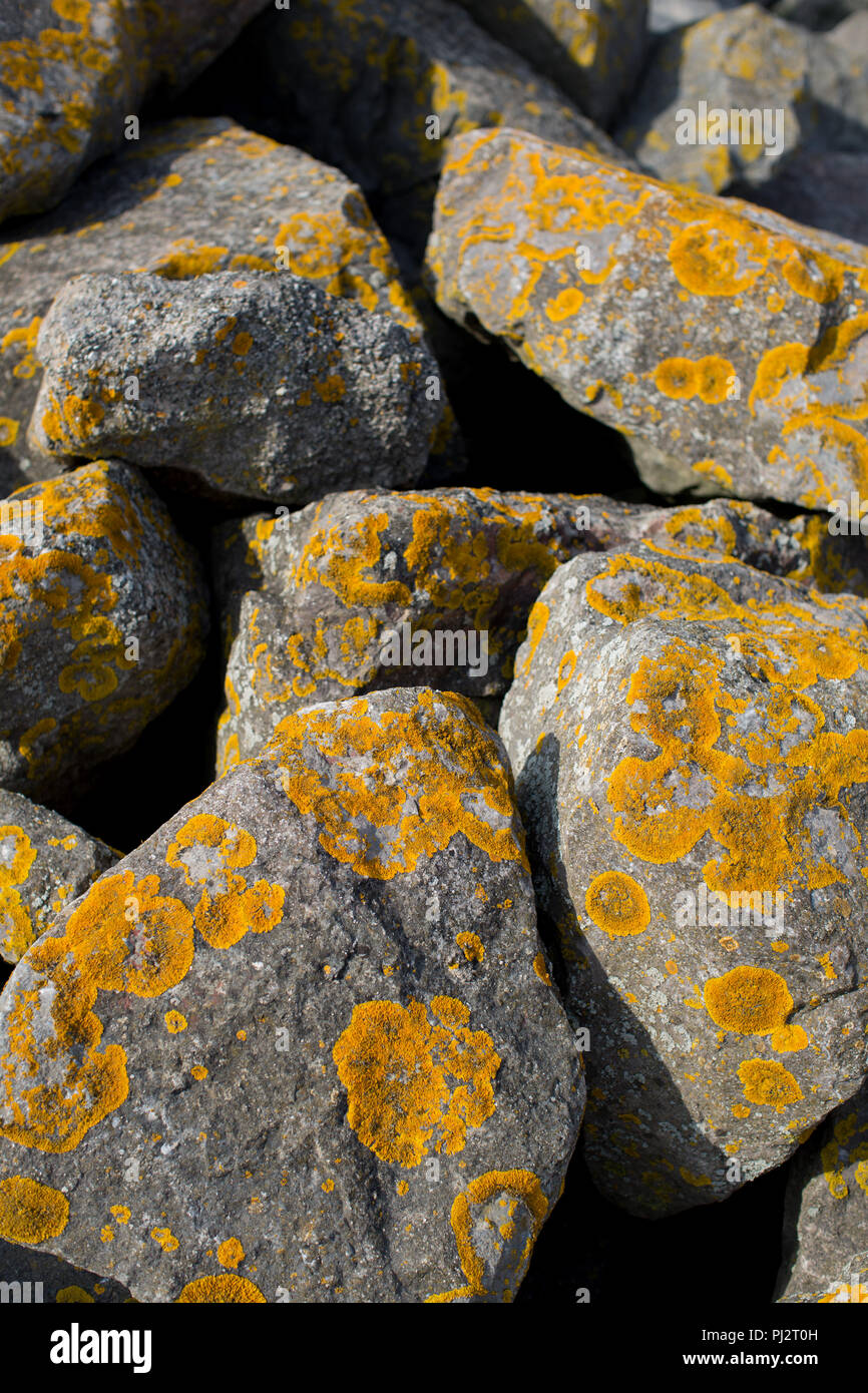 Crustose lichen on coastal rocks hi-res stock photography and images ...