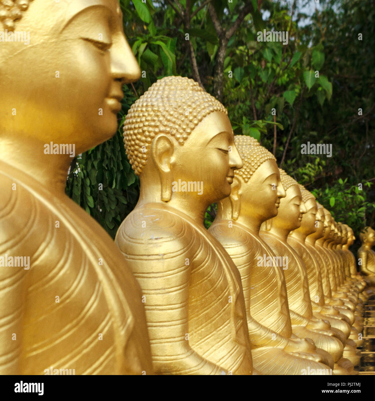 Buddha statues are covered in gold, arranged in a row, garden with ...