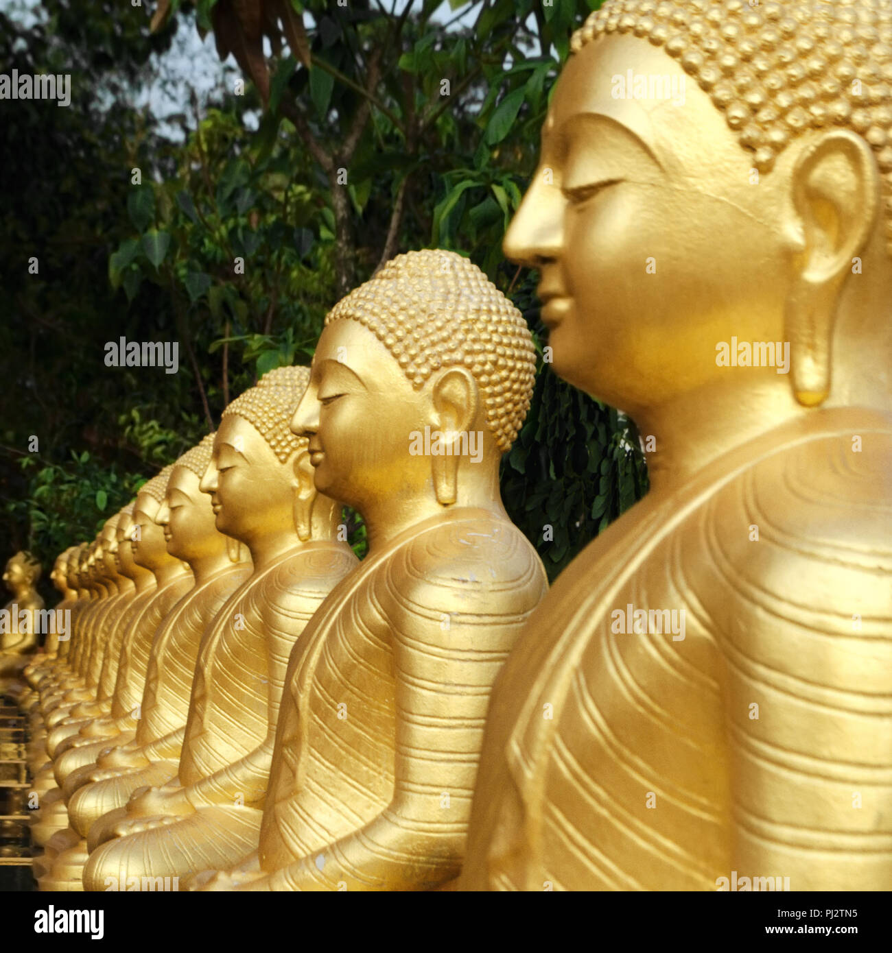 Buddha statues are covered in gold, arranged in a row, garden with ...