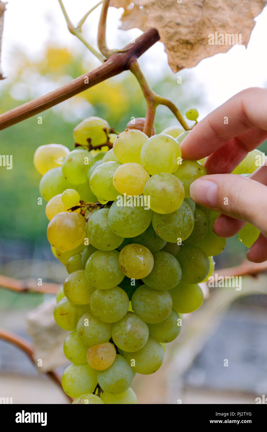 Hand pick up grapes from bunch, sort of Chardonnay, White sort wine ...
