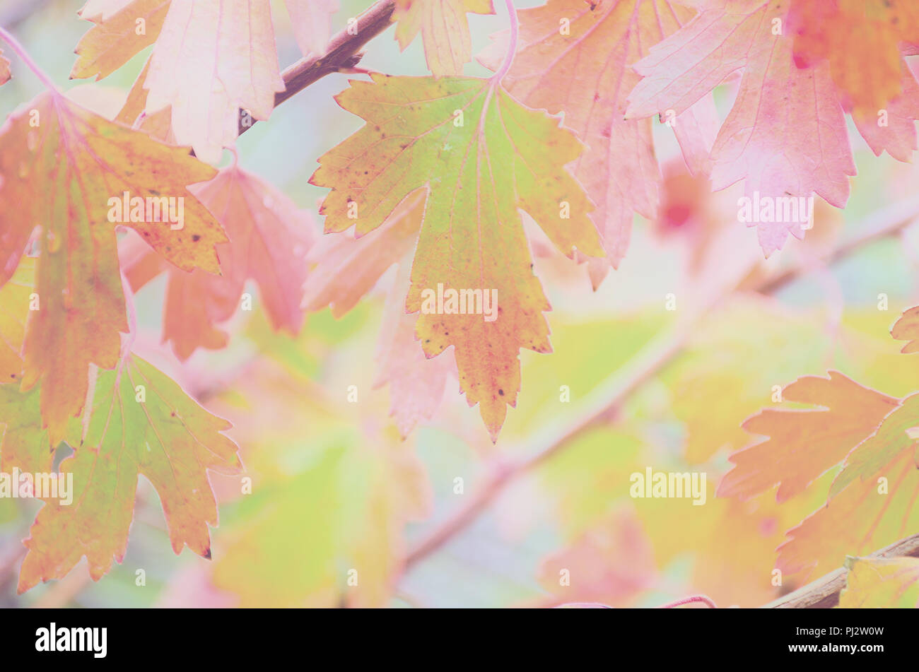 Colorful and pastel background of blurred autumn leaf, defocused branch ...