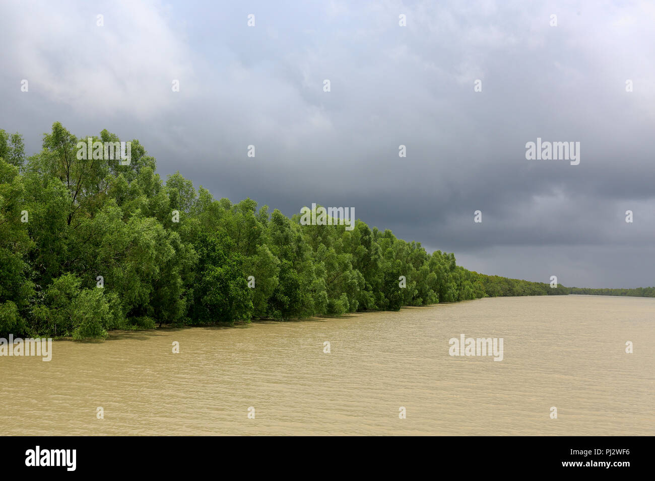 View of the Sundarbans mangrove forest during high tide. Bangladesh ...