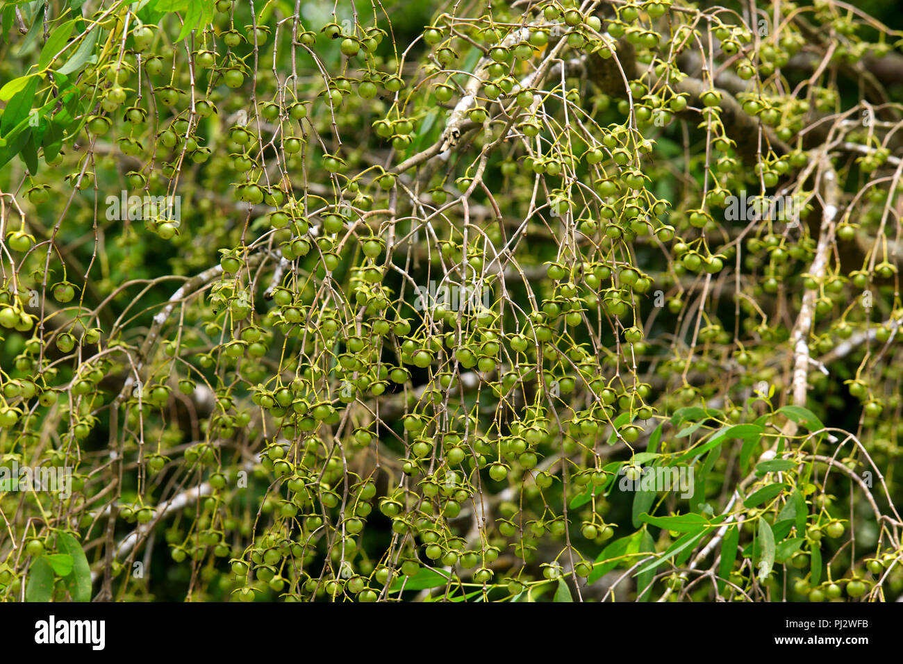 Fruits of Keora, Sundarbans, bangladesh Stock Photo - Alamy