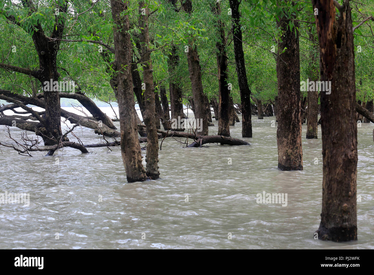 View of the Sundarbans mangrove forest during high tide. Bangladesh ...