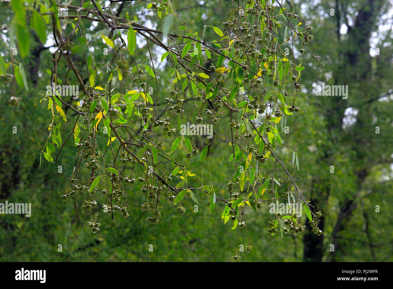 Keora hi-res stock photography and images - Alamy