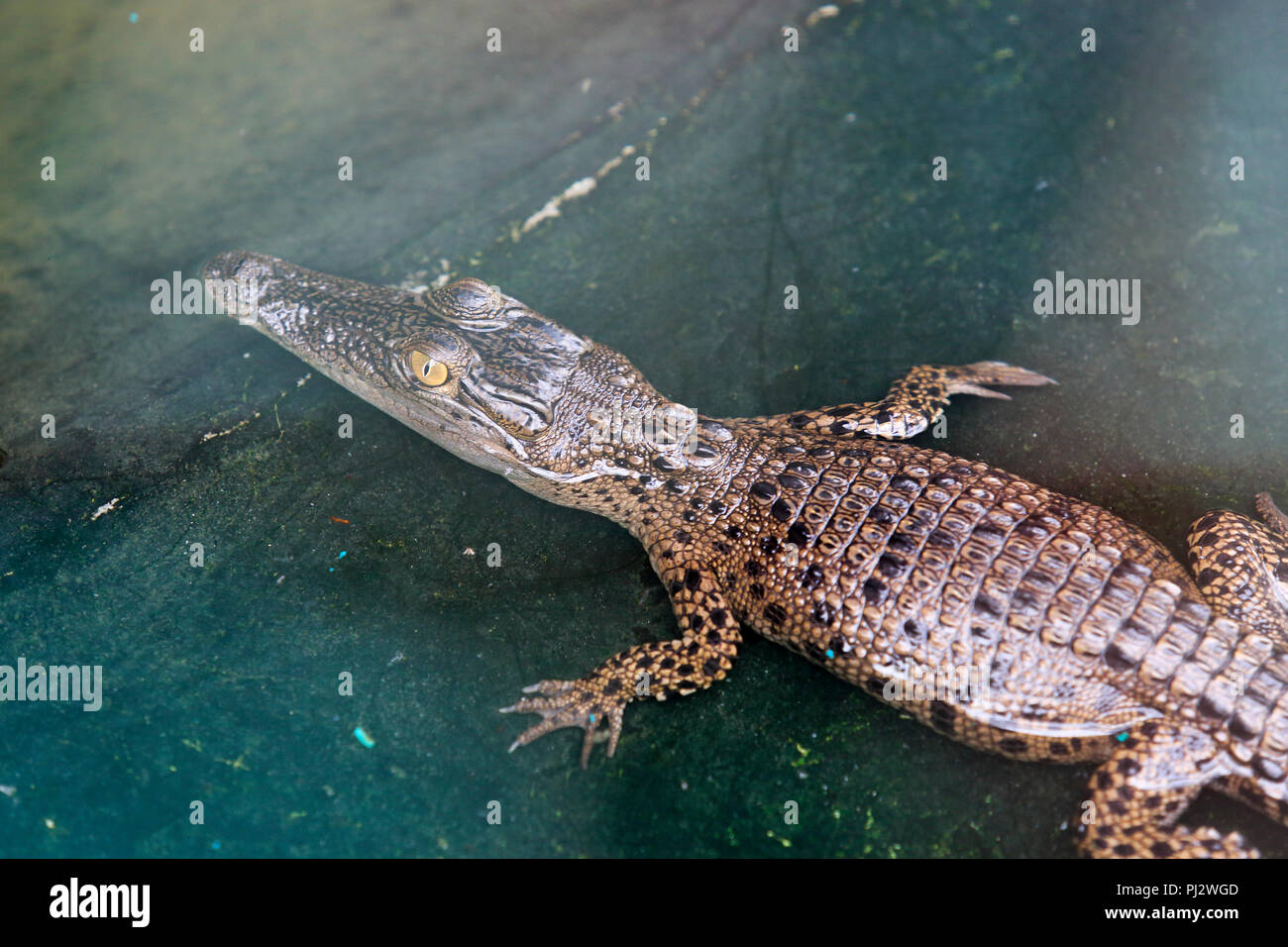 Crocodile breeding centre in the Sunderbans. It was established in ...