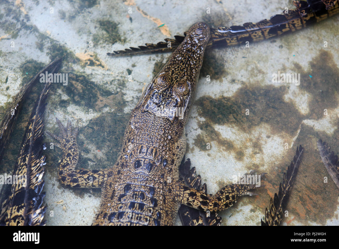 Crocodile breeding centre in the Sunderbans. It was established in ...