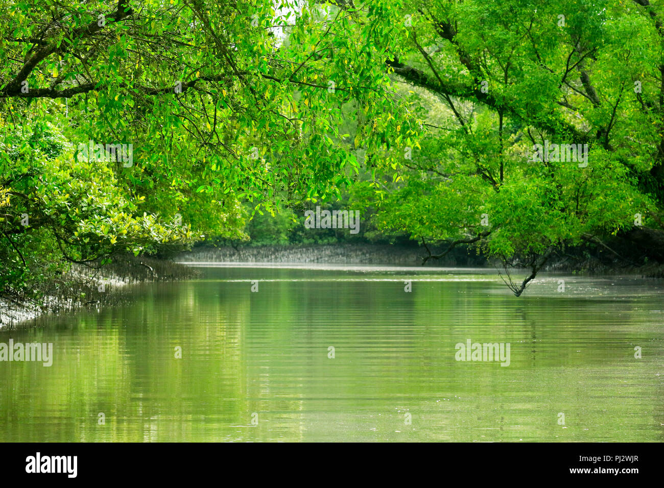 Sundarbans mangrove hi-res stock photography and images - Alamy