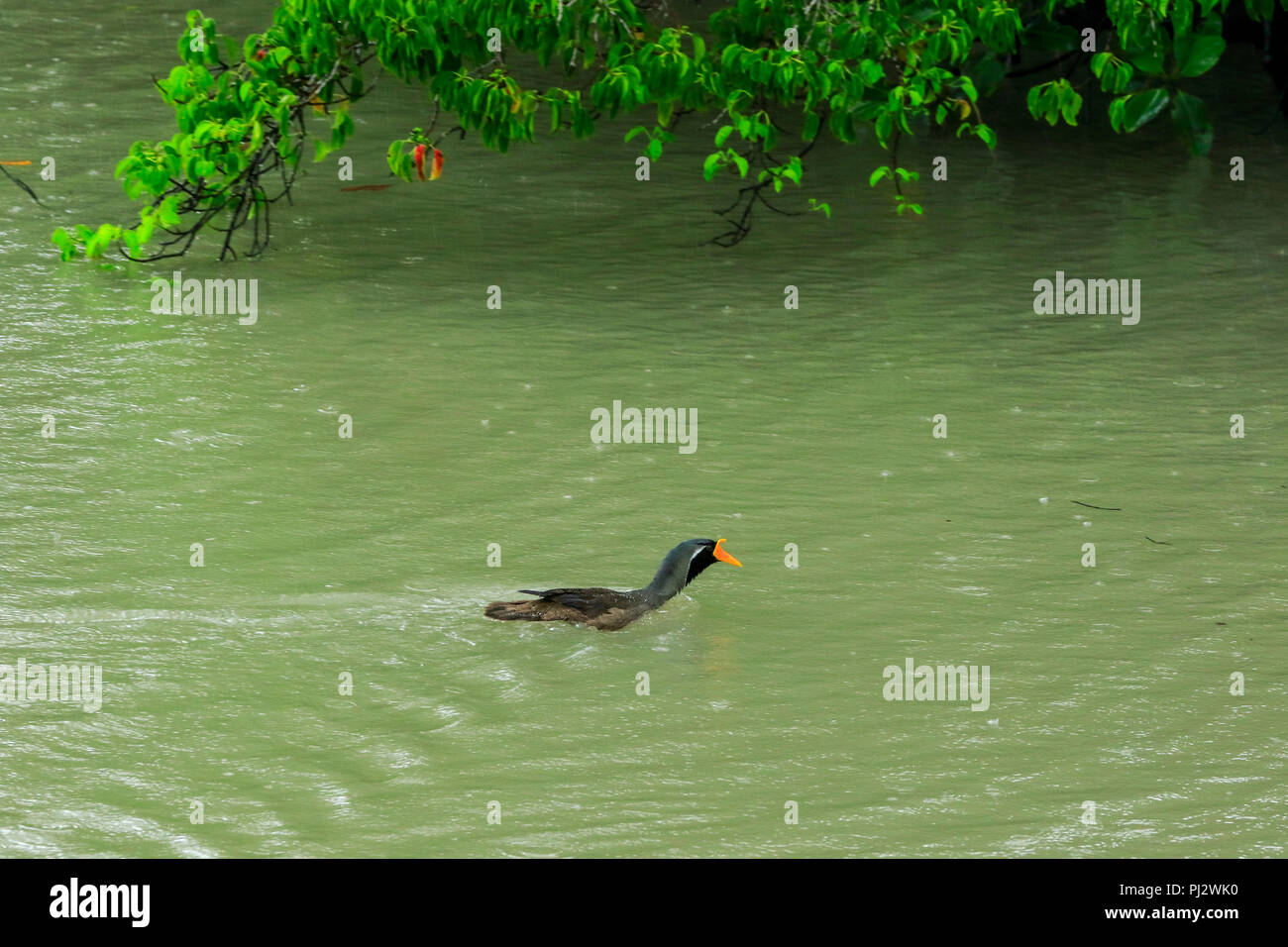 A Masked finfoot (Heliopais personatus) swimming on a canal in ...