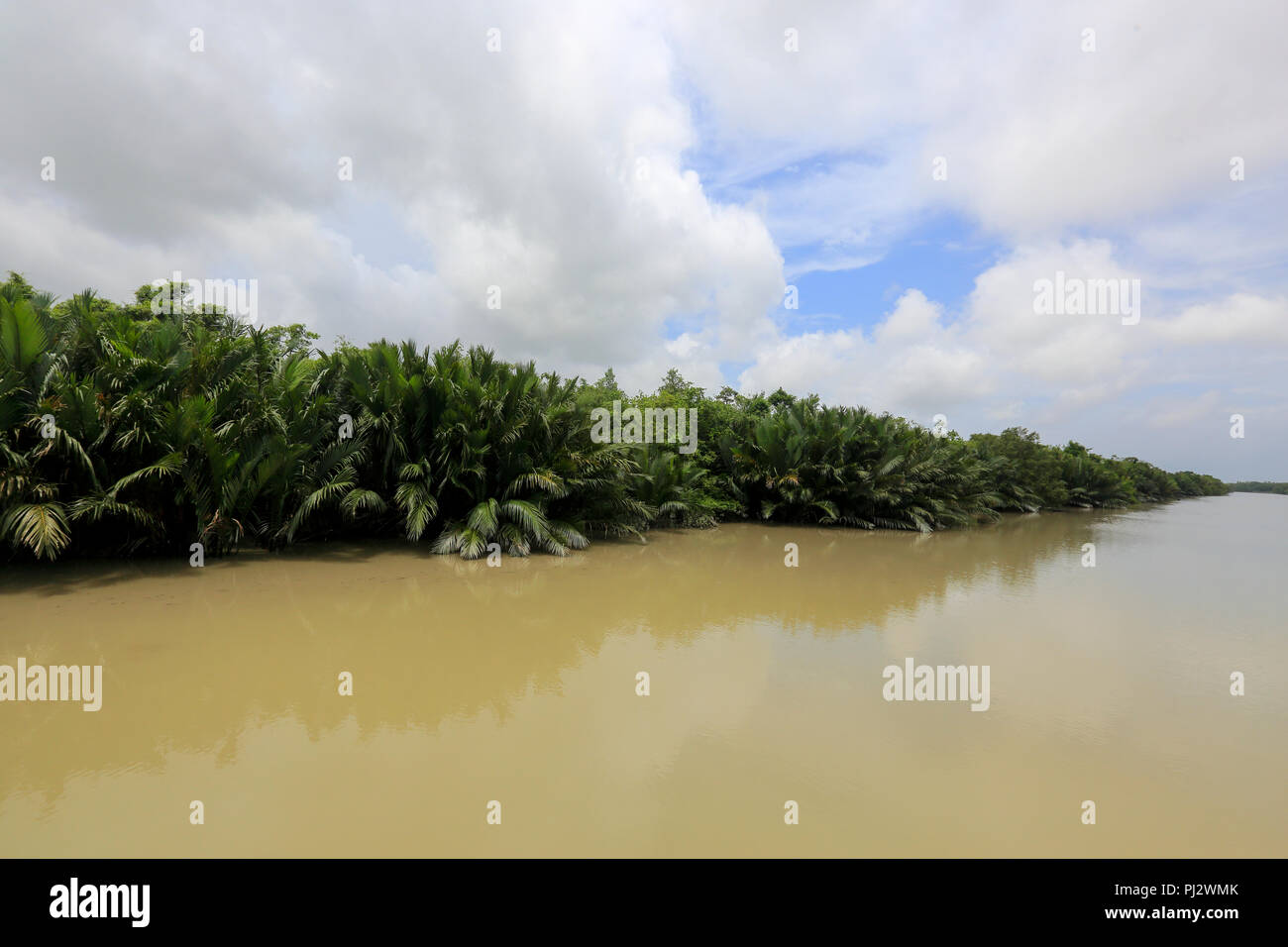 View of the Sundarbans mangrove forest during high tide. Bangladesh ...