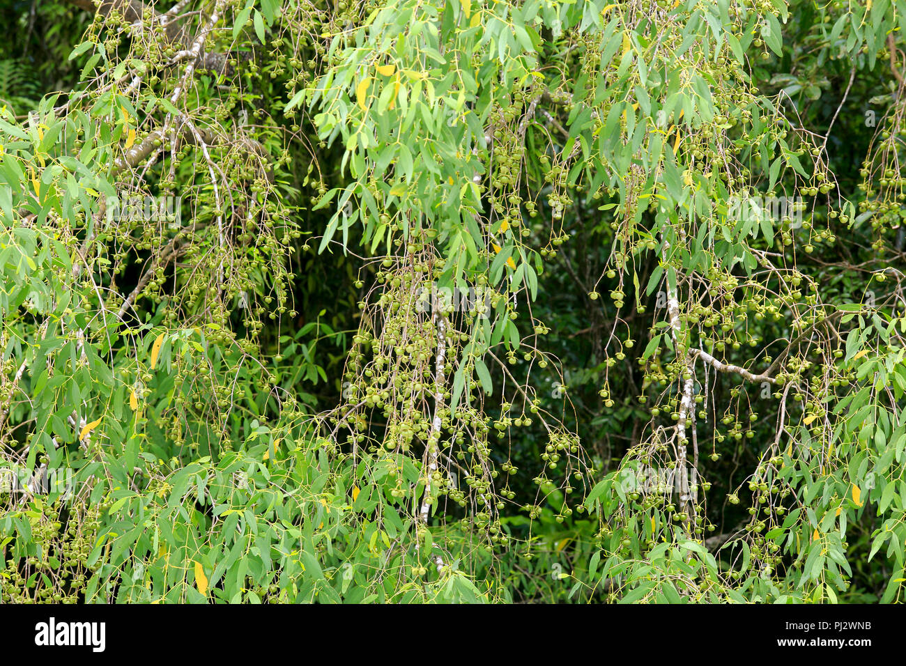 Fruits of Keora, Sundarbans, bangladesh Stock Photo - Alamy