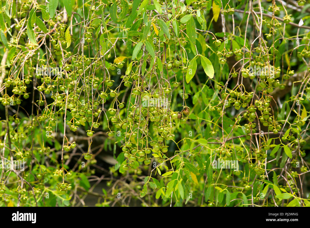 Fruits of Keora, Sundarbans, bangladesh Stock Photo - Alamy