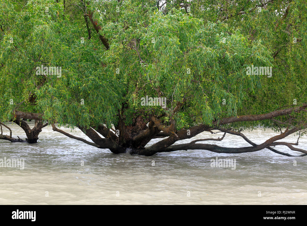 View of the Sundarbans mangrove forest during high tide. Bangladesh ...