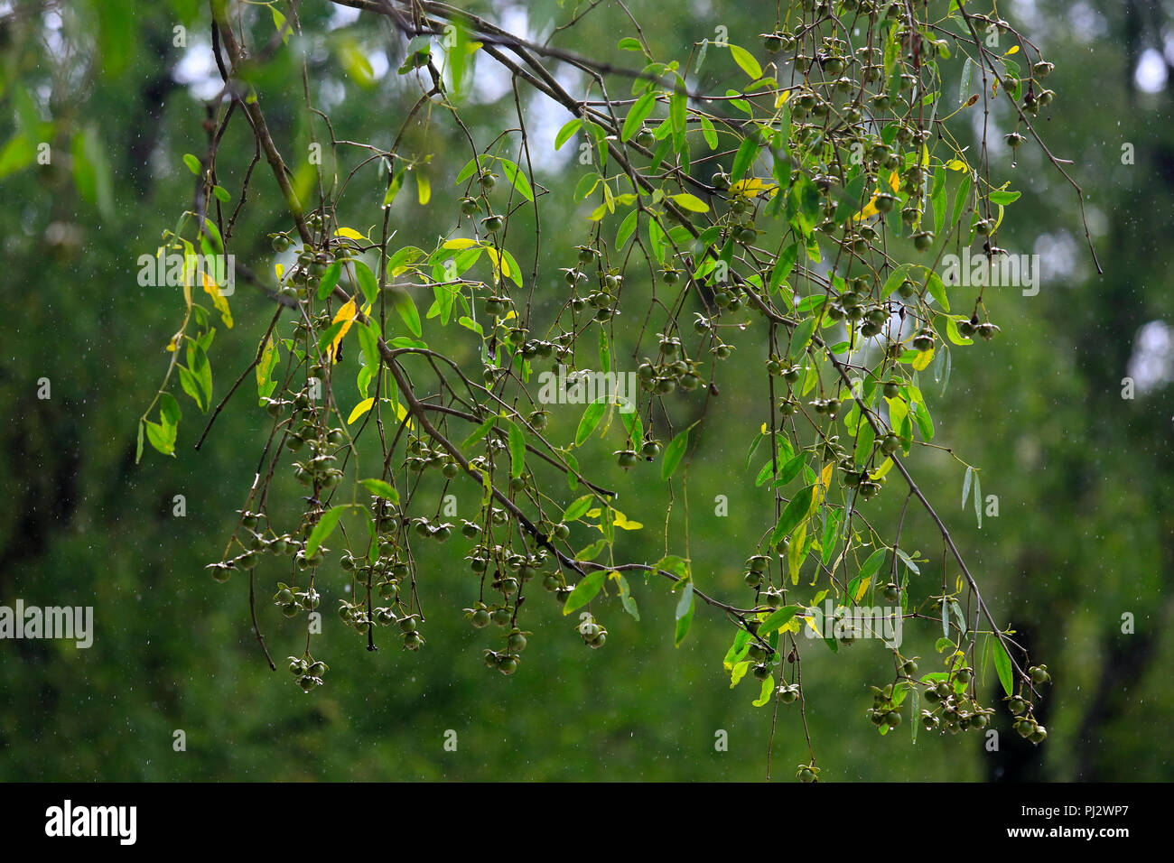 Fruits of Keora, Sundarbans, bangladesh Stock Photo - Alamy