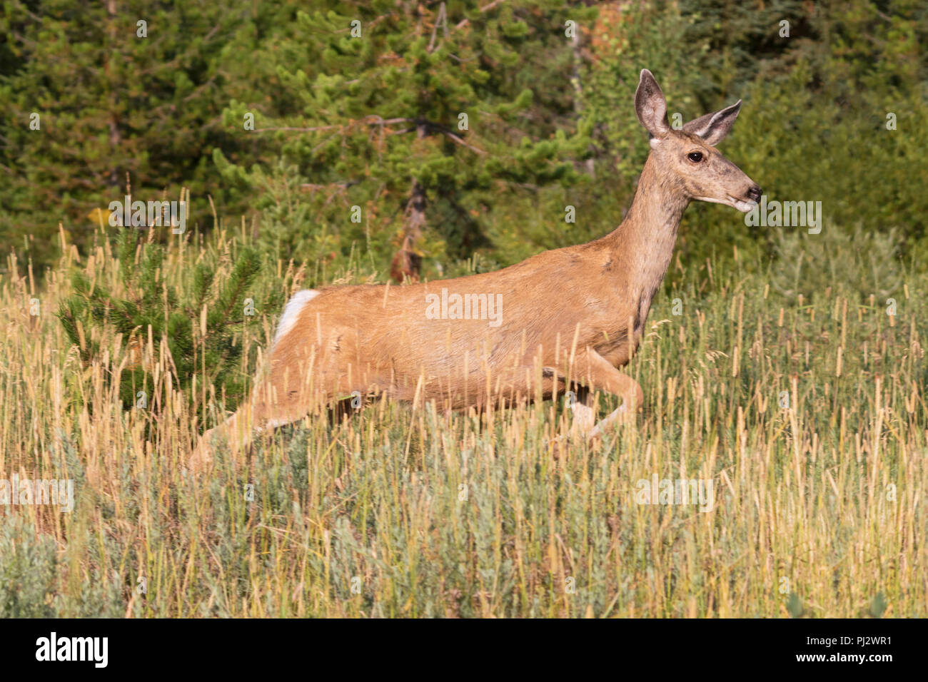 Mule deer (Odocoileus hemionus Stock Photo - Alamy
