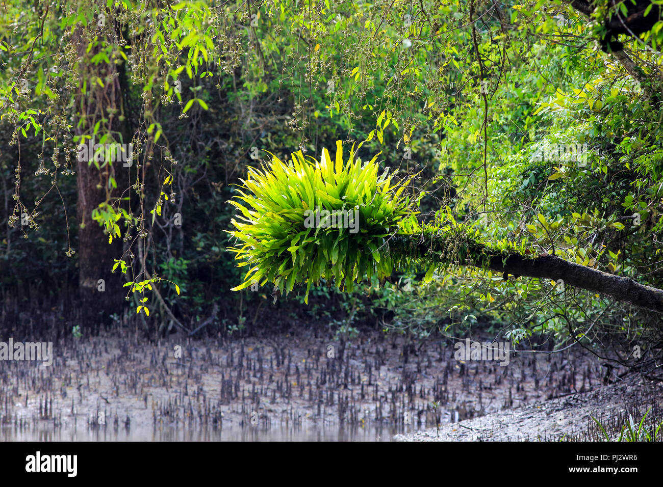 Parasitical on a tree at Sundarbans, a UNESCO World Heritage Site and a ...