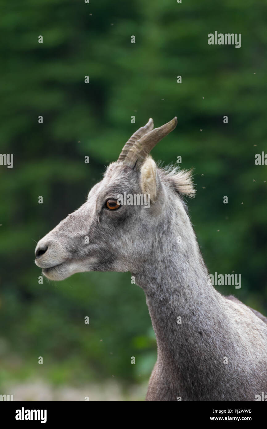 Stone Sheep Along The Alaska Highway, British Columbia, Canada Stock ...