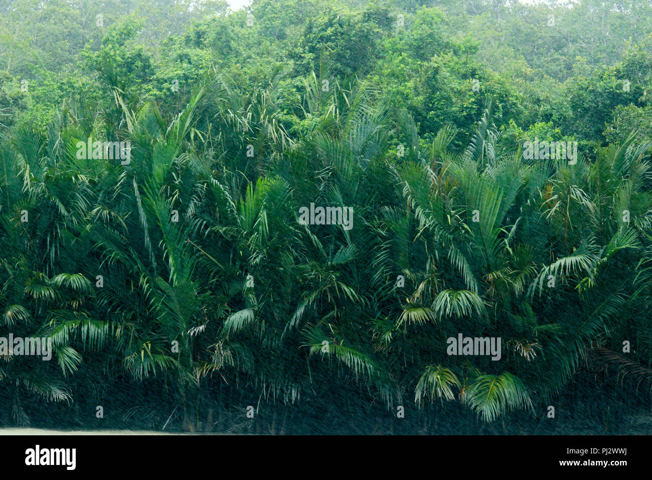 Nypa forest hi-res stock photography and images - Alamy