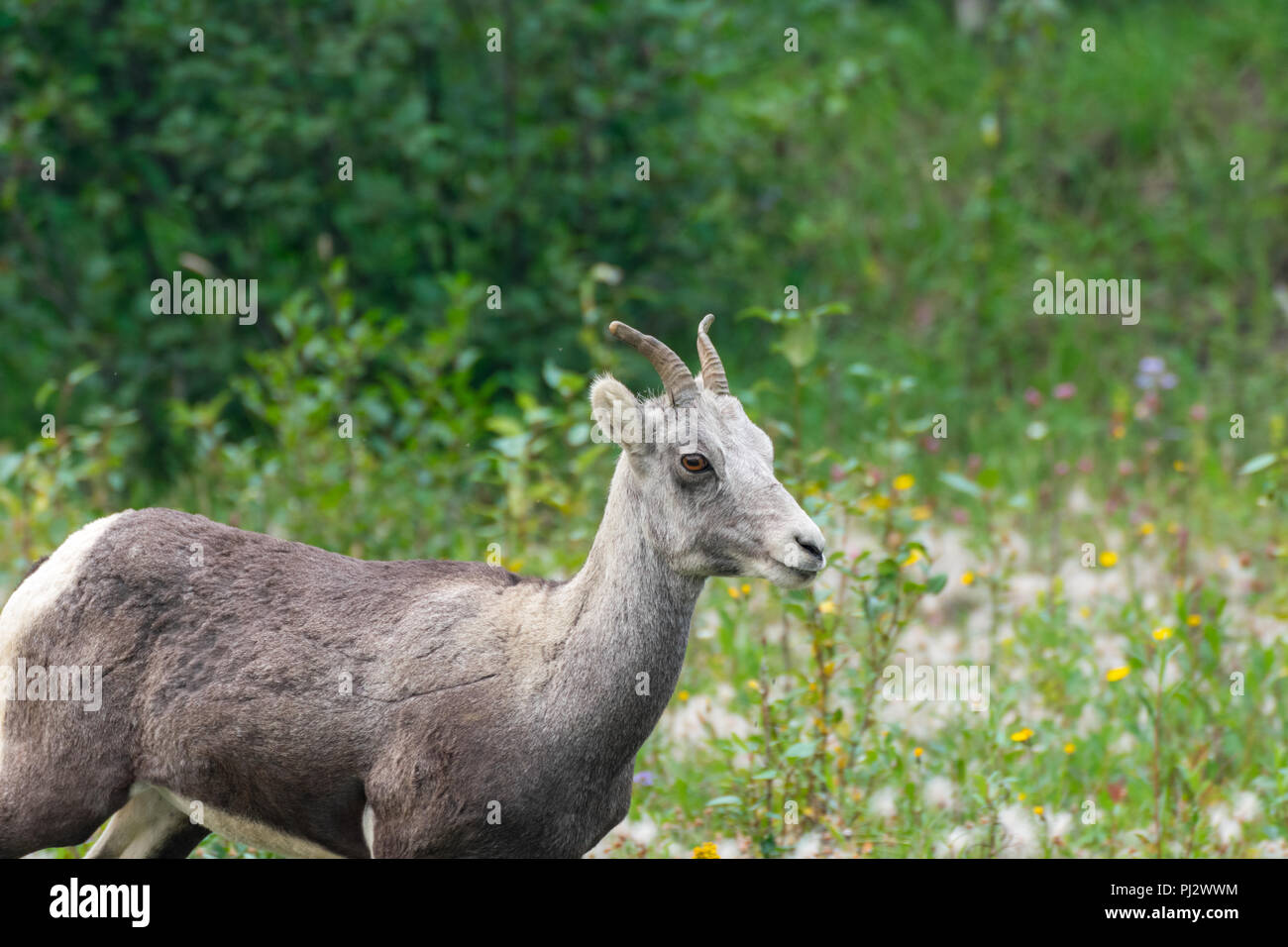 Stone Sheep Along The Alaska Highway, British Columbia, Canada Stock ...