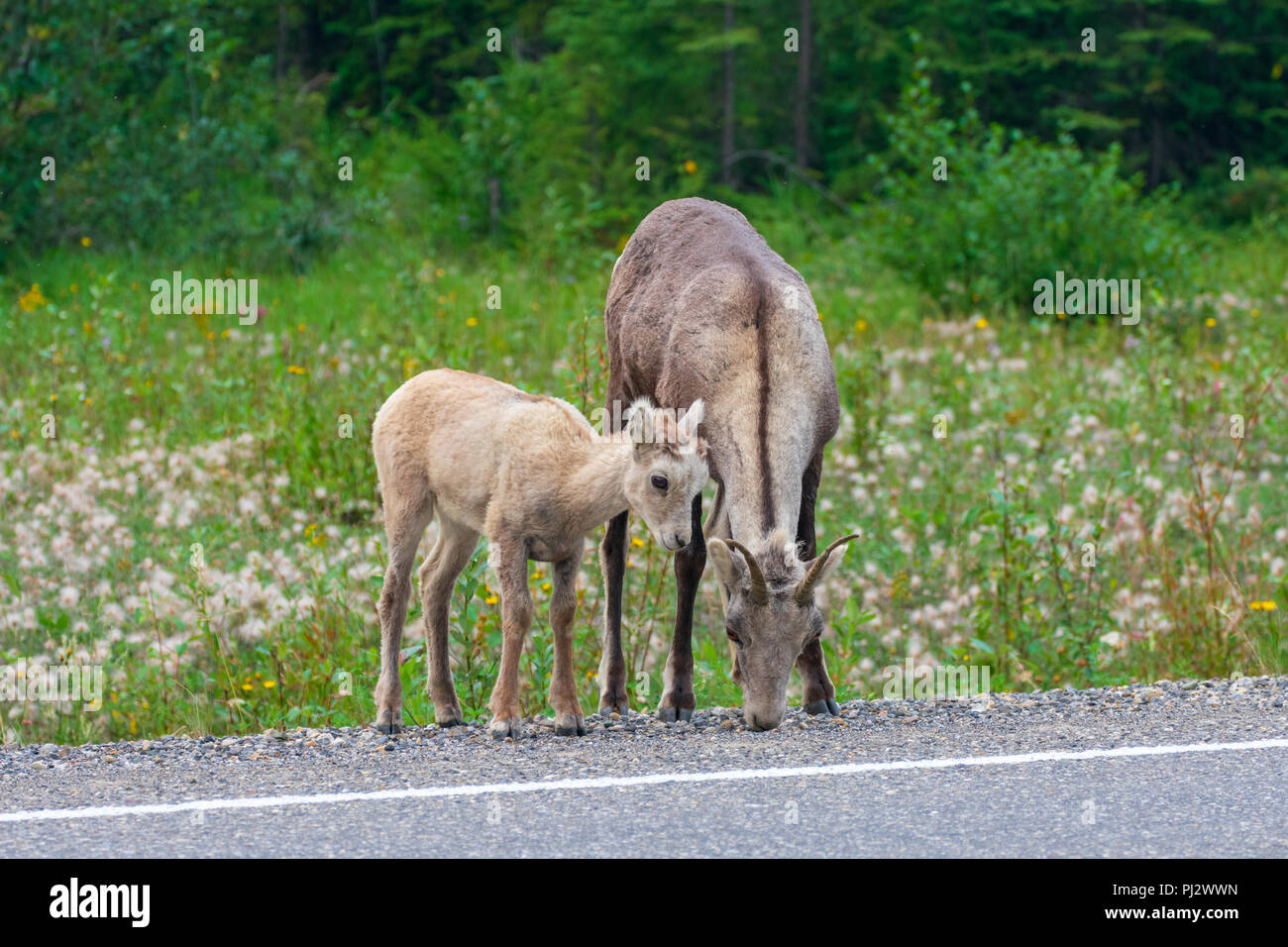 Stone Sheep Along The Alaska Highway, British Columbia, Canada Stock ...