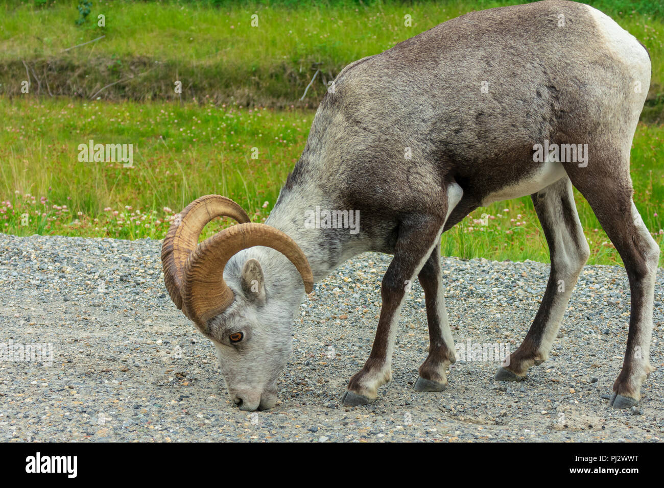 Stone Sheep Along The Alaska Highway, British Columbia, Canada Stock ...