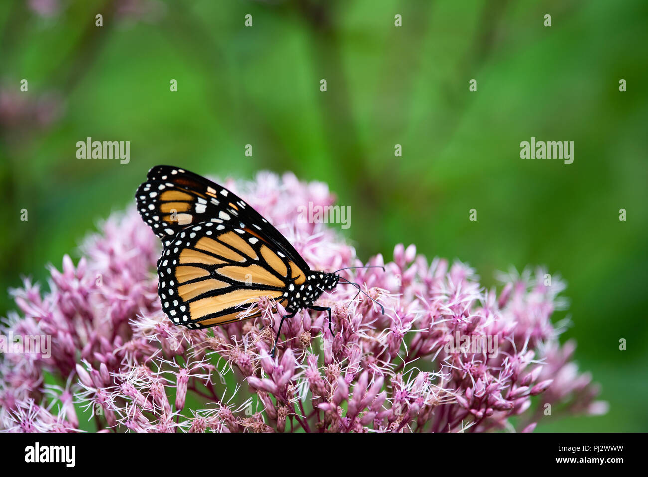 Joe butterfly hi-res stock photography and images - Alamy