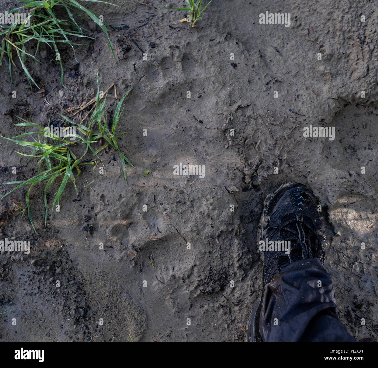 Gooky hi-res stock photography and images - Alamy
