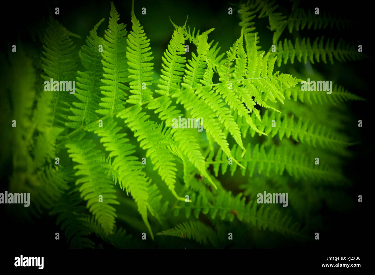 Moose fern hi-res stock photography and images - Alamy