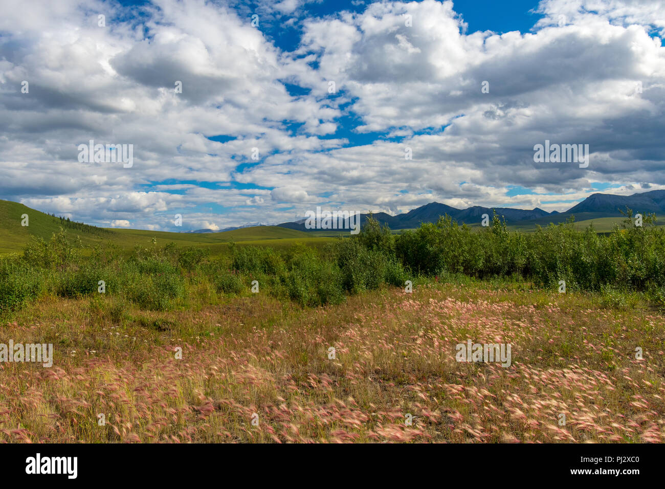 The Vast Wilderness of The Yukon, Canada Stock Photo - Alamy