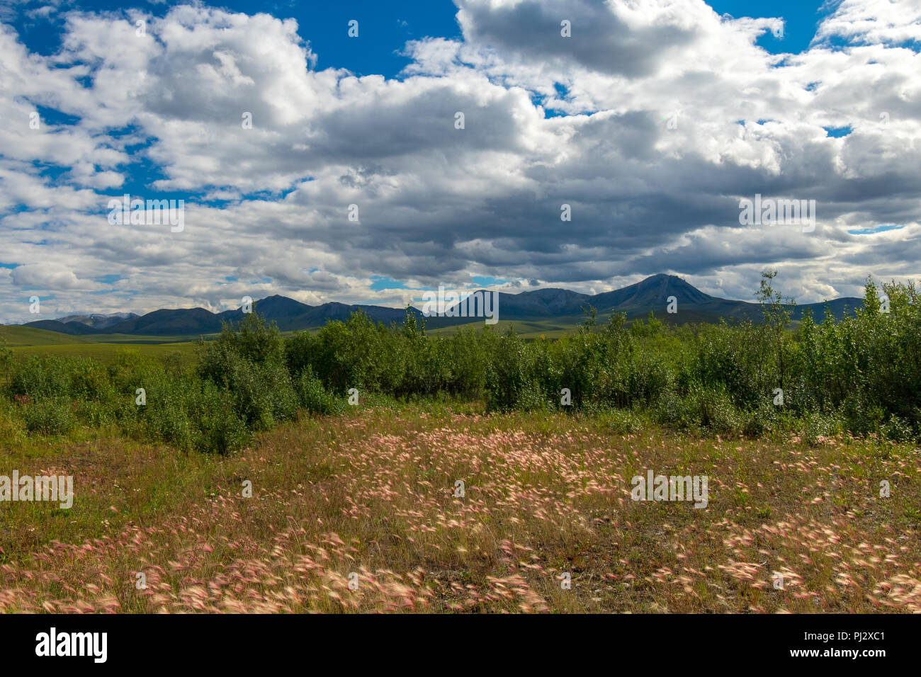 The Vast Wilderness of The Yukon, Canada Stock Photo - Alamy