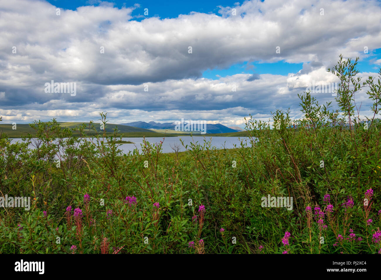 The Vast Wilderness of The Yukon, Canada Stock Photo - Alamy