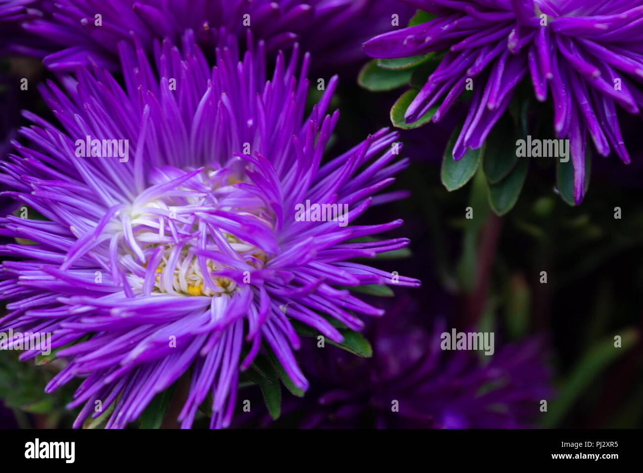 Fresh Organic Flowers Stock Photo - Alamy