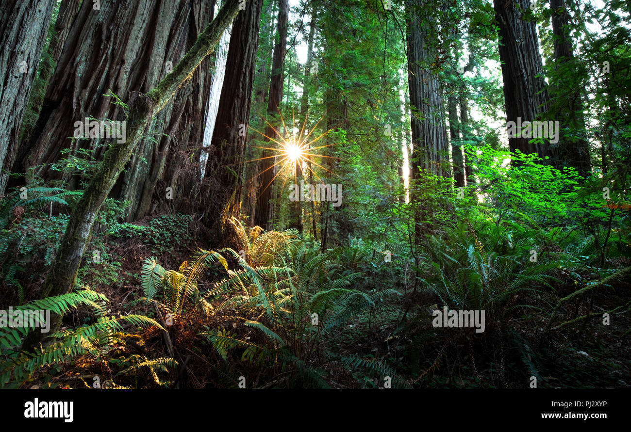 Redwoods national park hi-res stock photography and images - Alamy