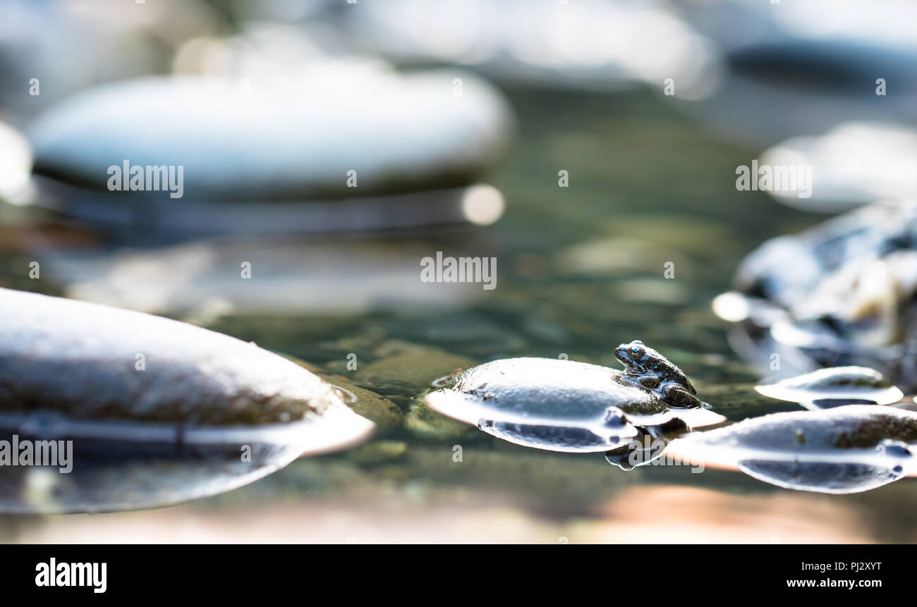 A coastal tailed frog (Ascaphus truei) rests on a rock in Redwood Creek ...