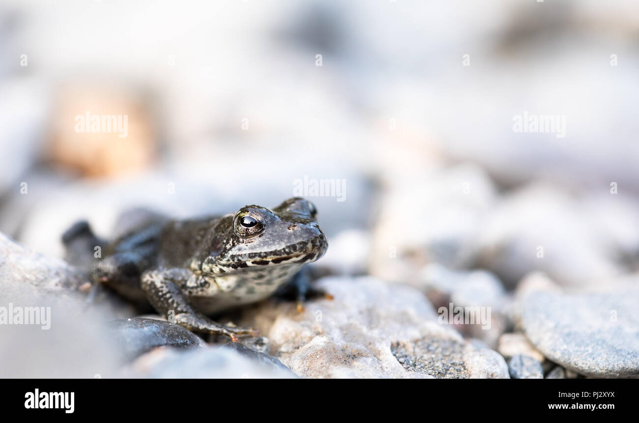 A northern red-legged frog (Rana aurora) rests on a sandy river bank in ...