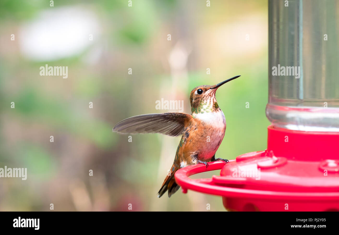 Hummingbird by bird feeder hi-res stock photography and images - Alamy
