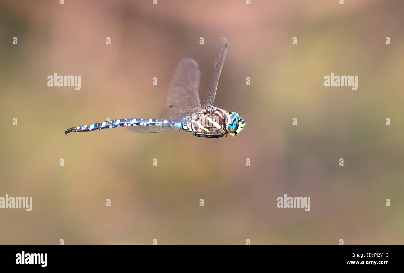 Blue darter hi-res stock photography and images - Alamy