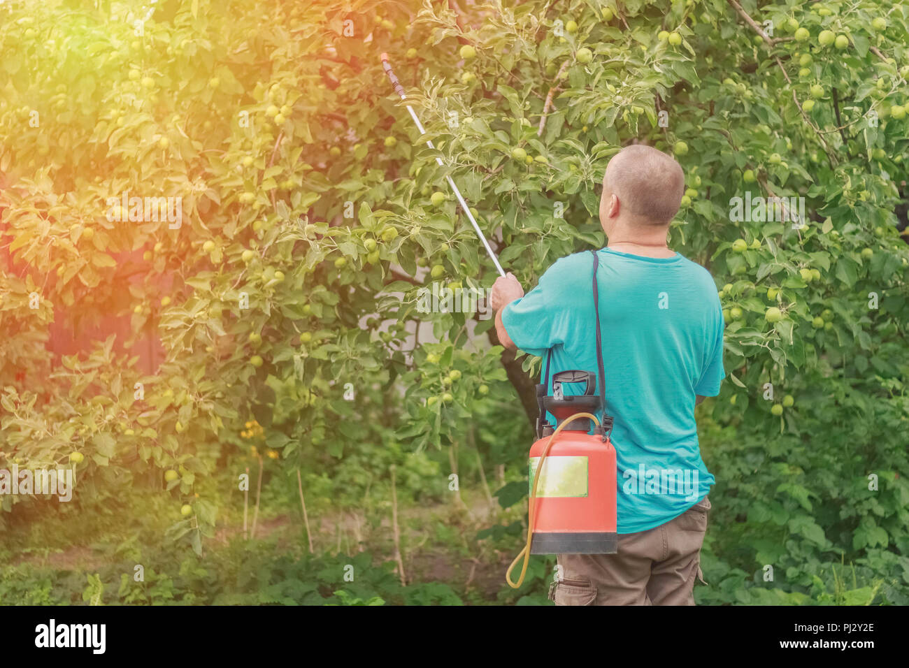 Farmer gardener pollinates the apple tree from parasites Stock Photo ...