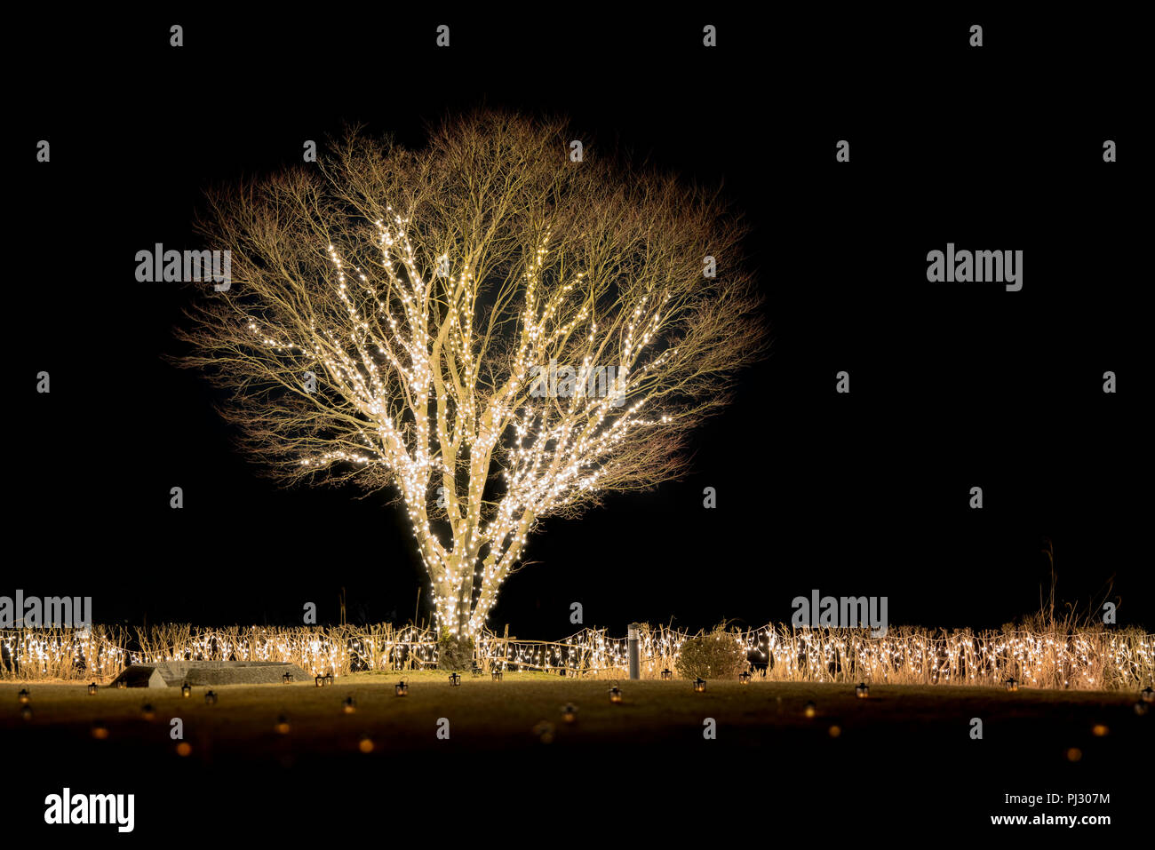 Romantic scene of decorative led illuminated Single tree in black night ...