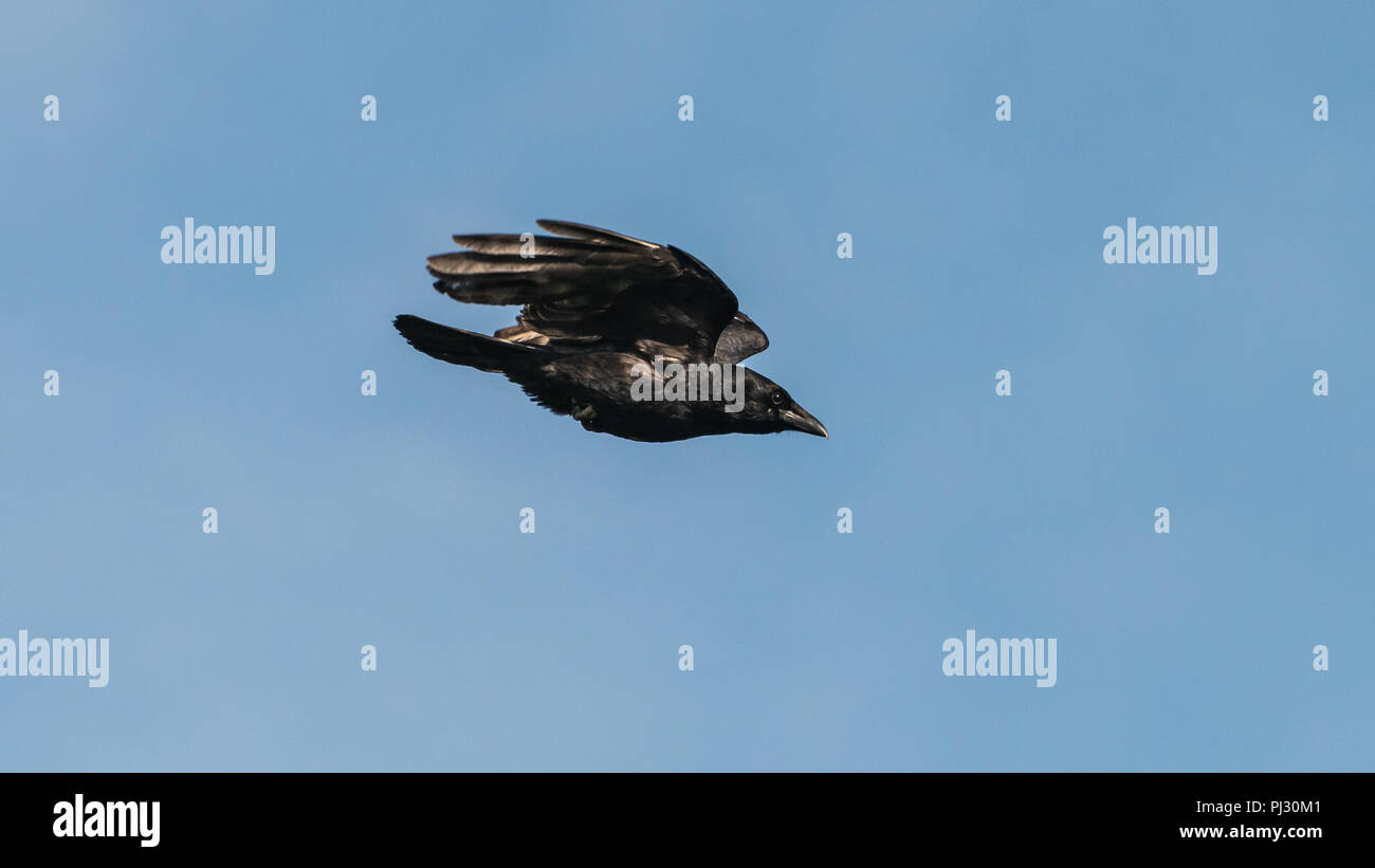 Crow flying through sky hi-res stock photography and images - Alamy