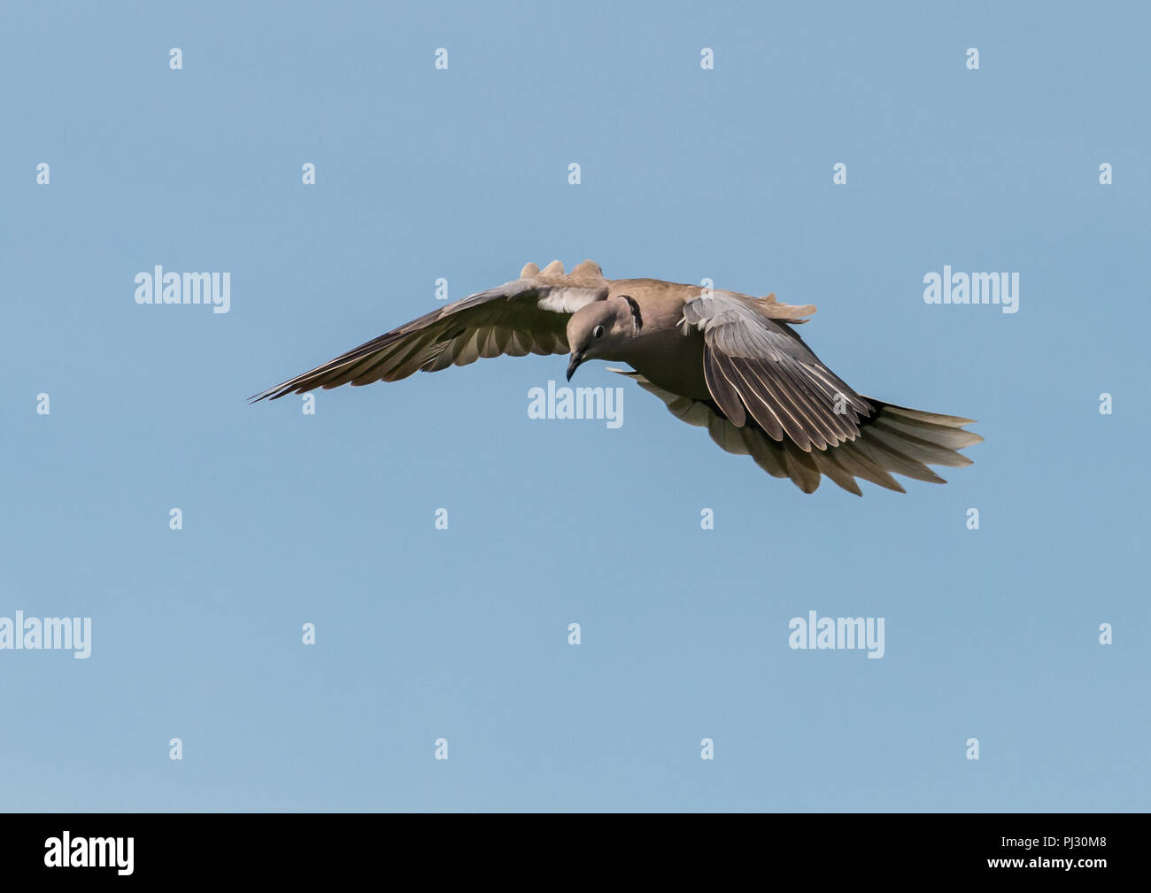 A collared dove flying hi-res stock photography and images - Alamy
