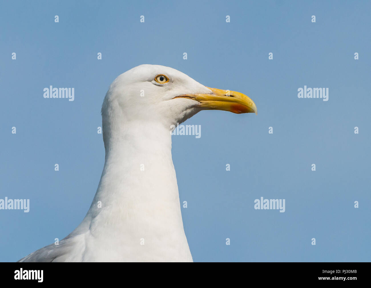 Gulls head hi-res stock photography and images - Alamy