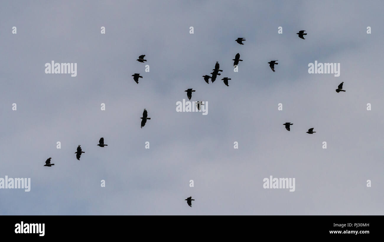 Murder of crows hi-res stock photography and images - Alamy