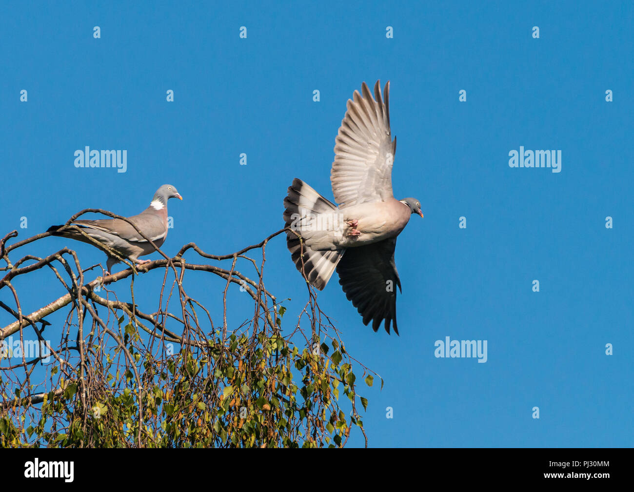 Woodpigeon flying tree hi-res stock photography and images - Alamy